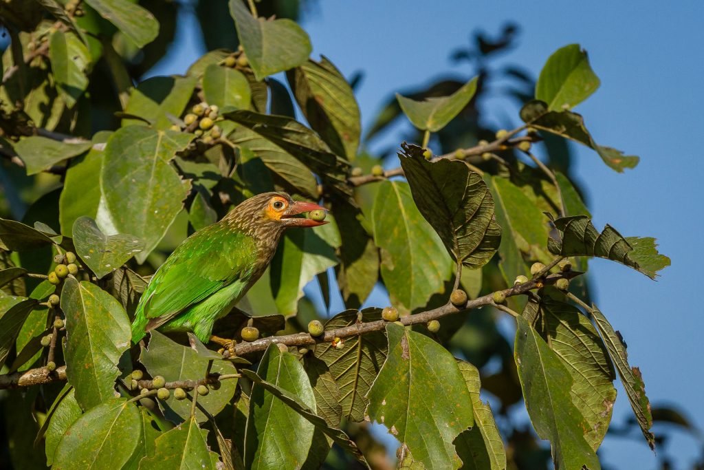 Ficus Trees | Central Indian Forests | Singinawa Jungle Lodge