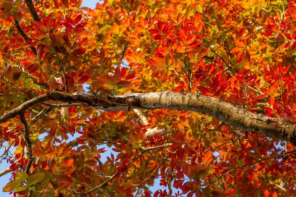 The color of spring | Beauty of spring at Kanha national park